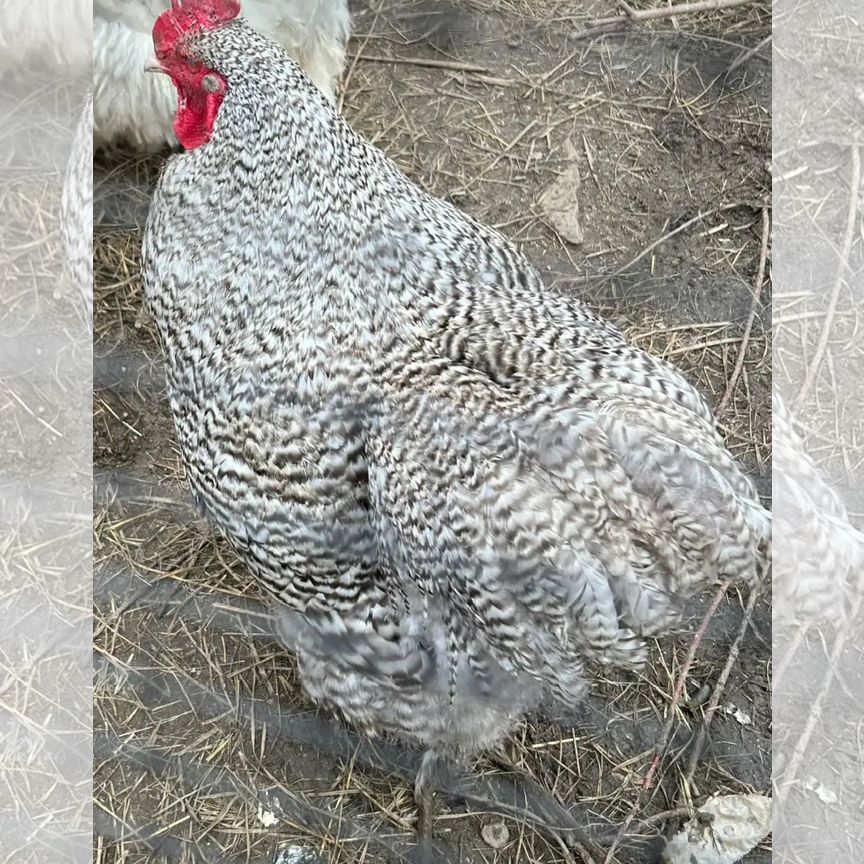 Молодые петухи