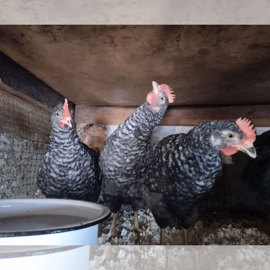 Цыплята молодки петушки 2,5месяца
