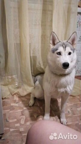 Сибирский хаски