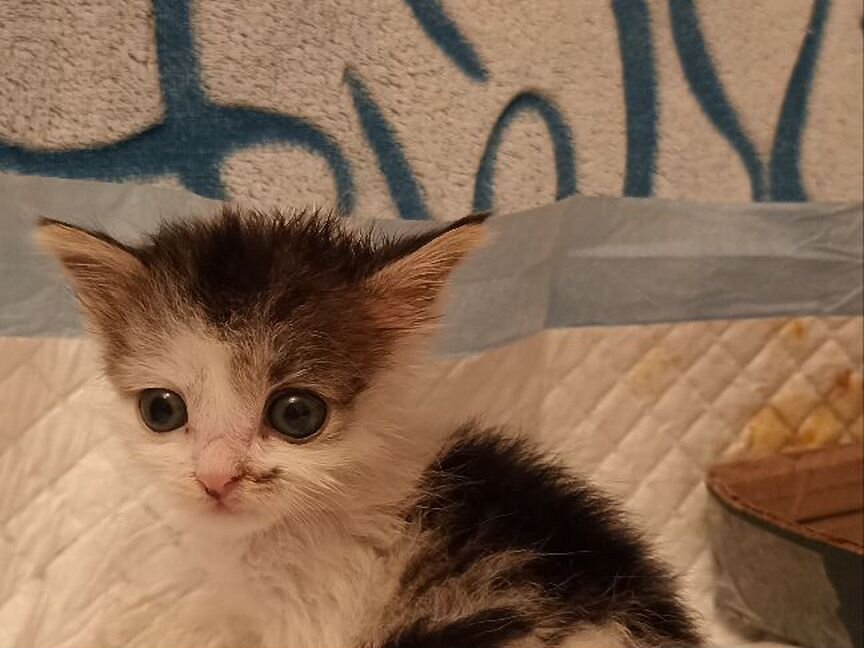 Кот, котёнок, мальчик