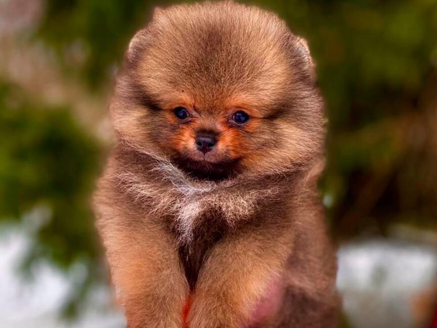Померанский шпиц щенок мальчик