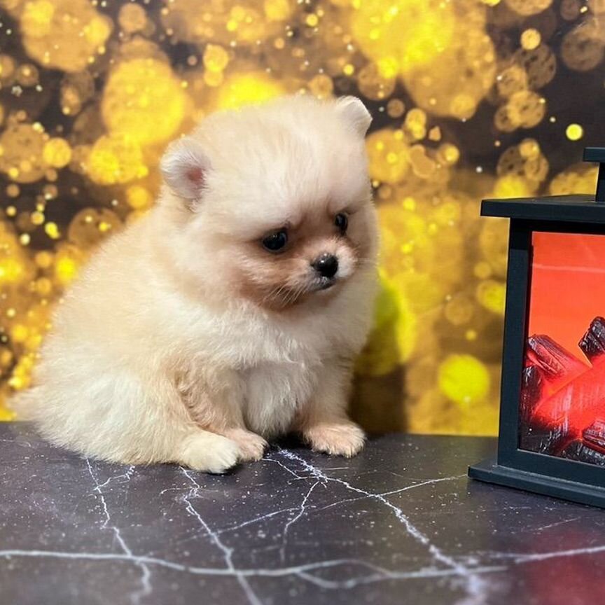 Померанский шпиц, щенок