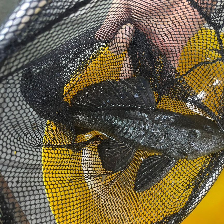 Сом порчевый