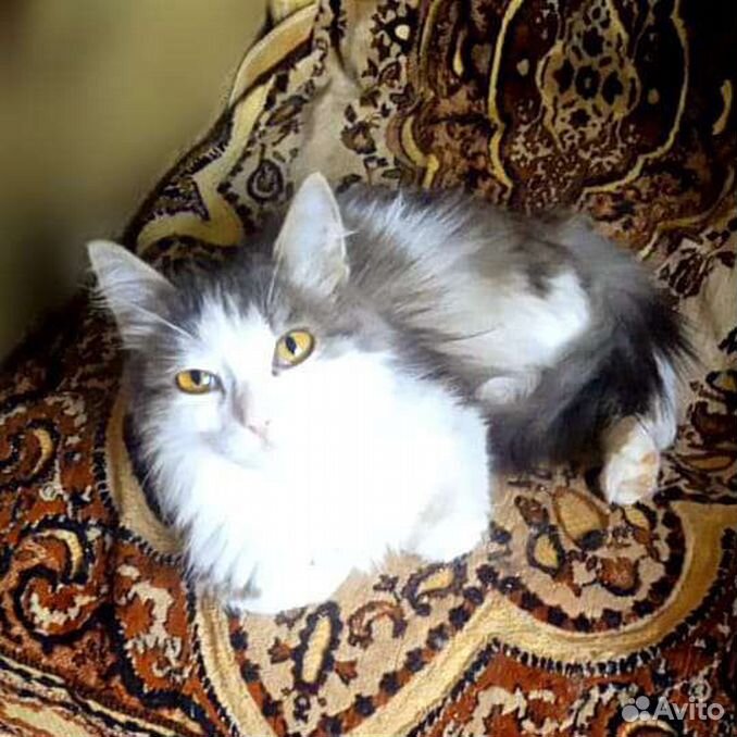 Котодевочка Ася ищет дом