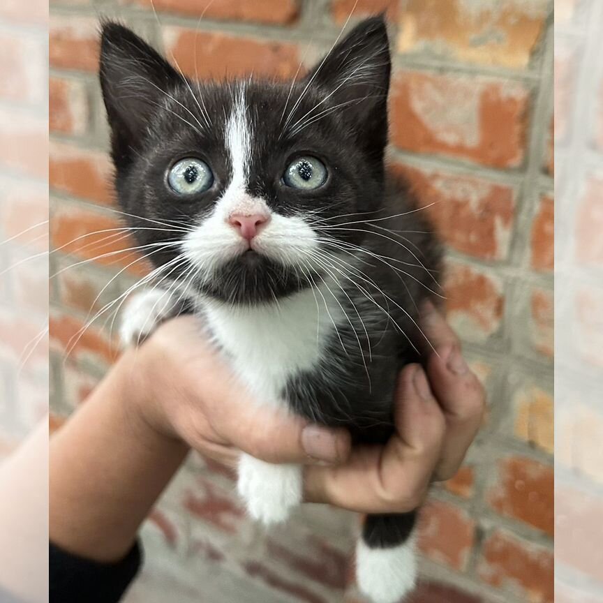 Котята ищут дом