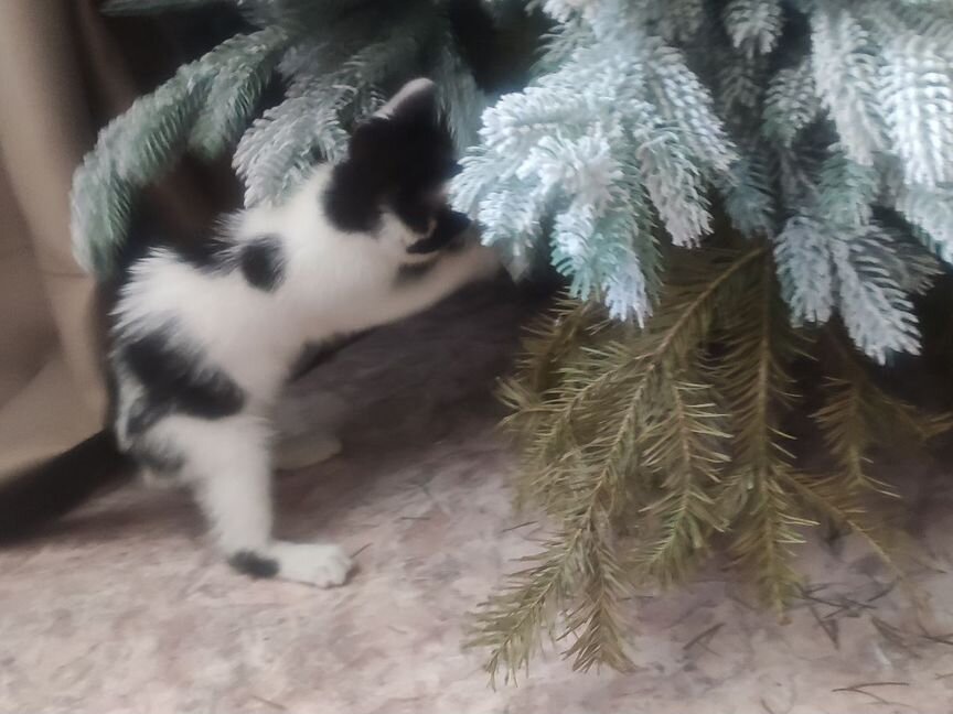 Отдам котенка 3-4 месяца