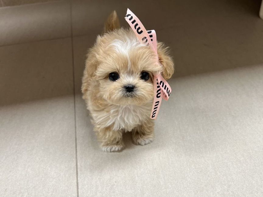 Мальчик мальтипу из Кореи