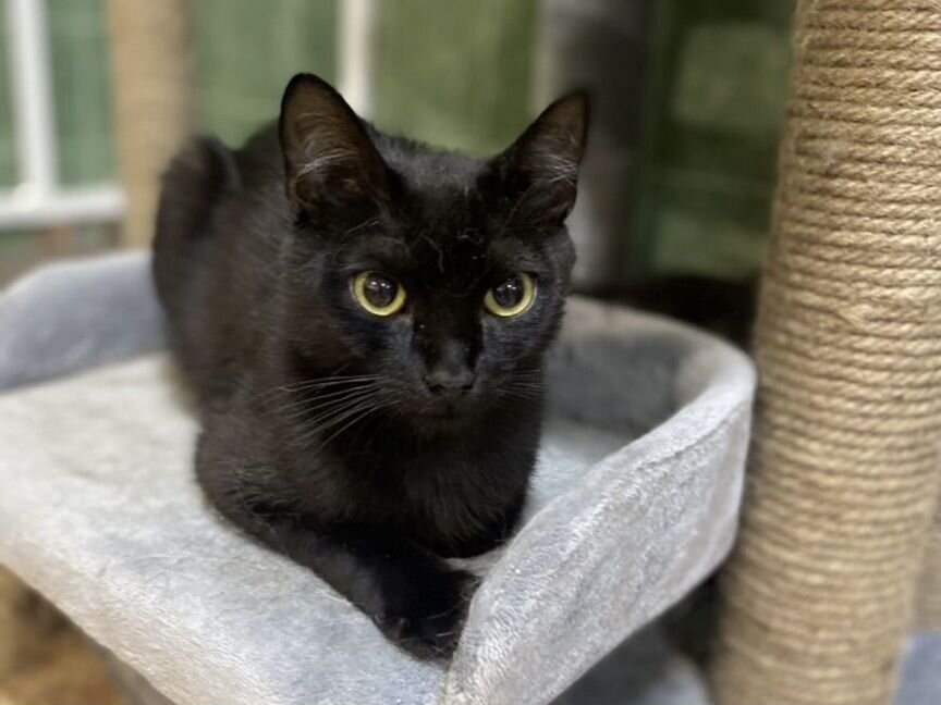 Молоденький котик Эдвард