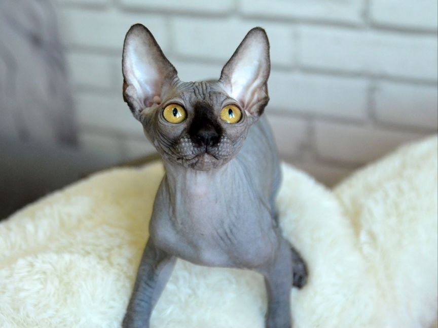 Канадский сфинкс. Лексус