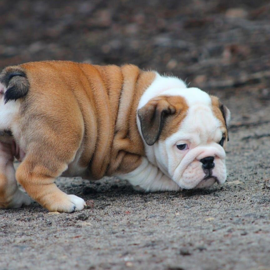 Крошка для резервирования