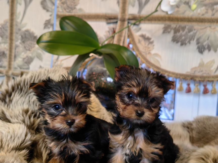 Йоркширский терьер мини щенки