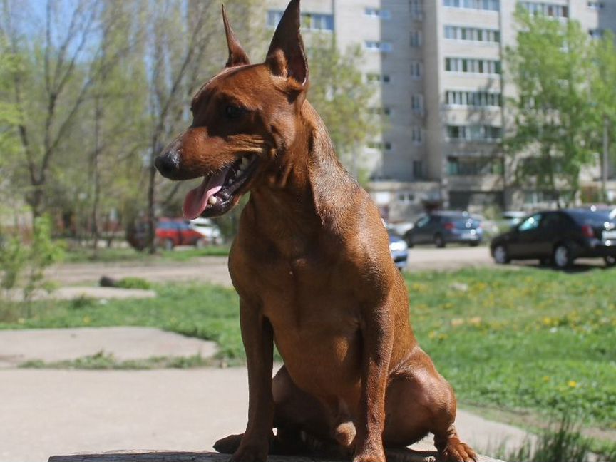 Цвергпинчер кобель на вязку