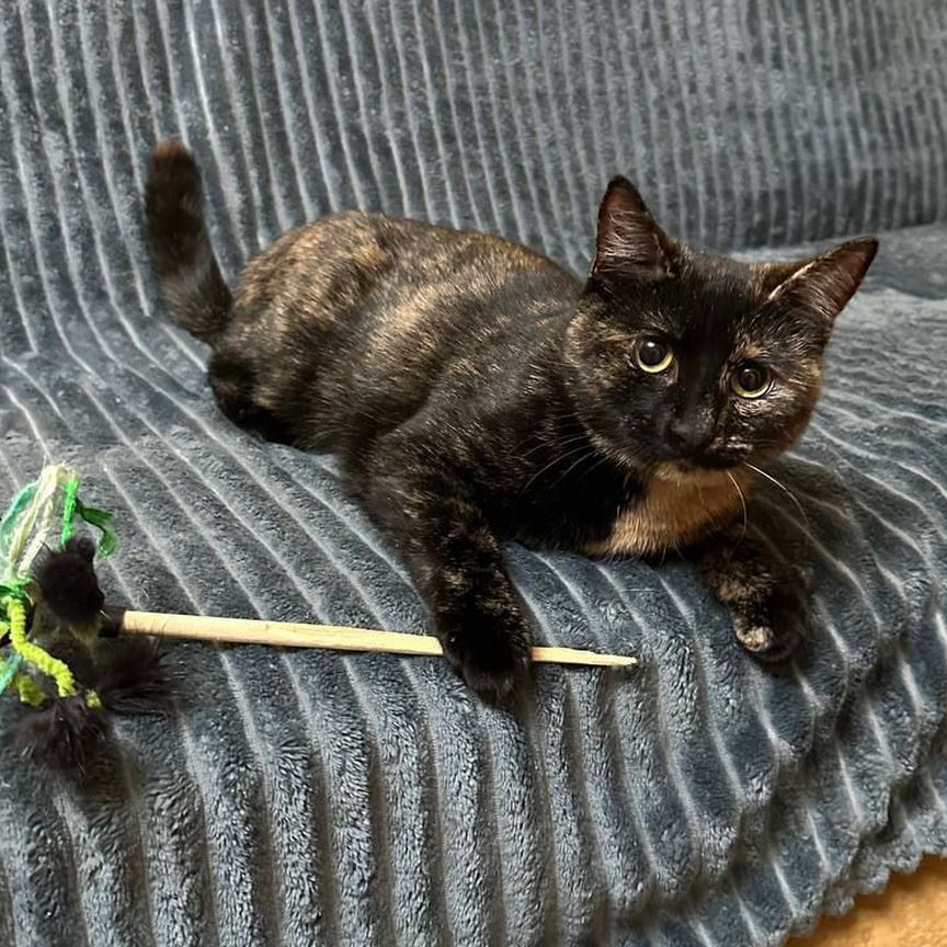 Взрослая, Девочка кошка в добрые руки