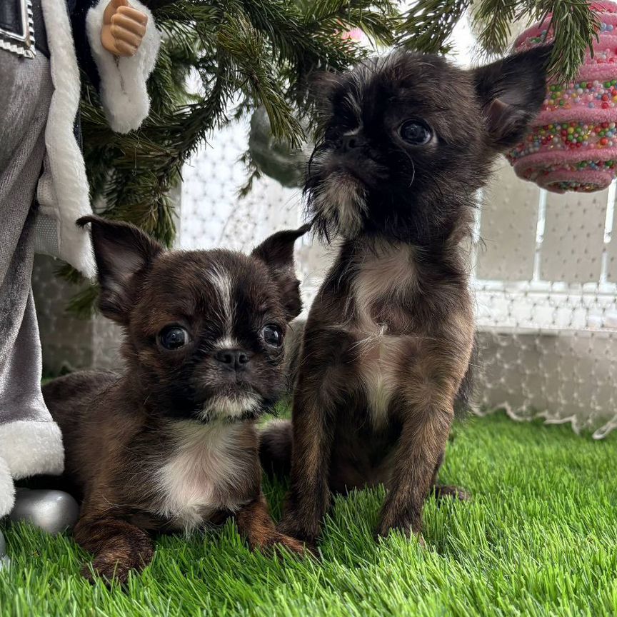 Брюссельский гриффон, щенок