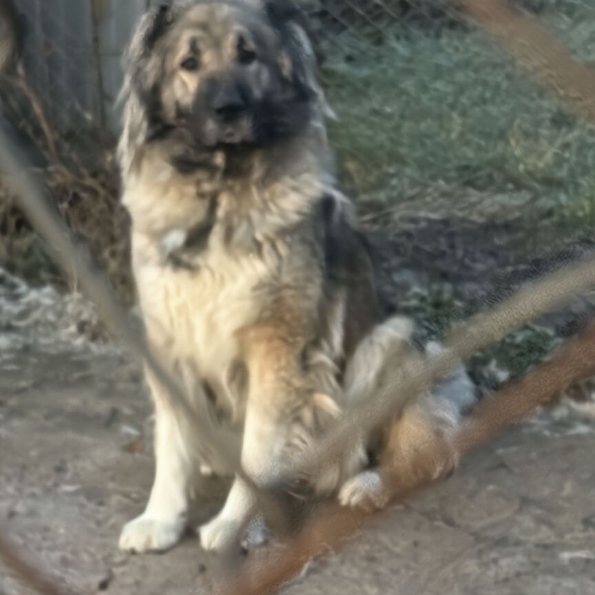 Кавказская овчарка, взрослая собака