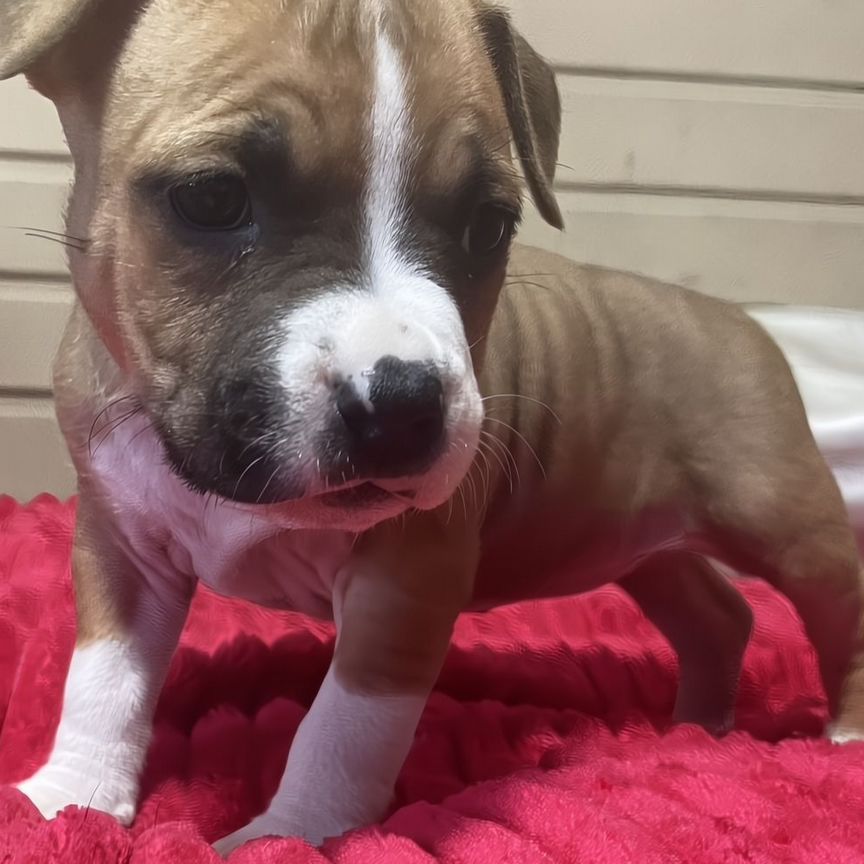 Американский стаффордширский терьер, щенок