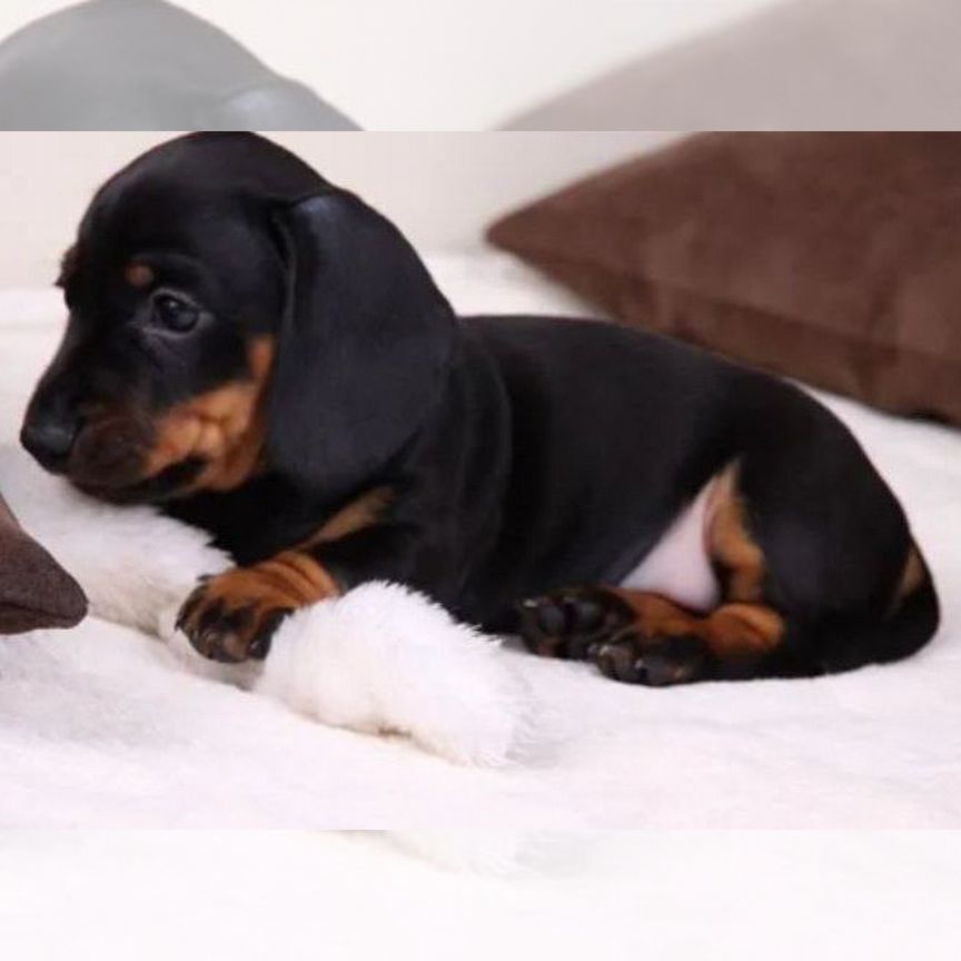 Карликовая такса, щенок