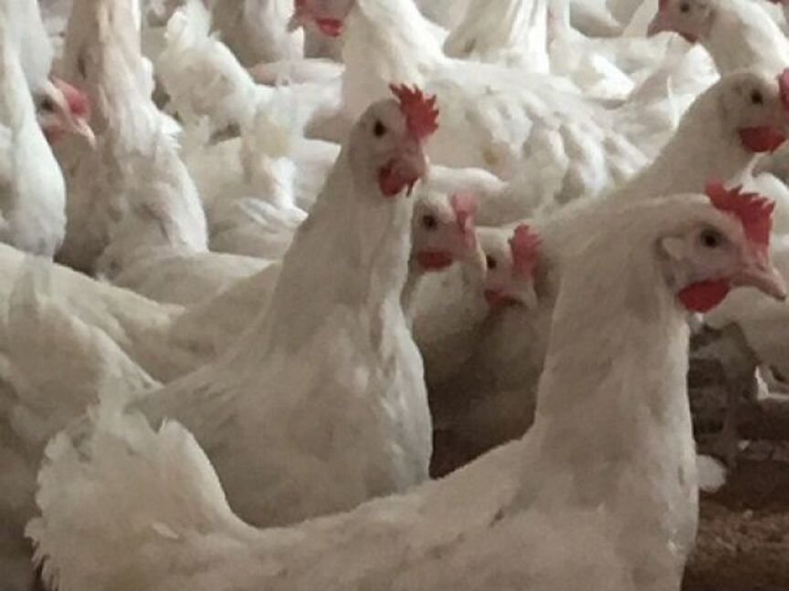Куры несушки оптом