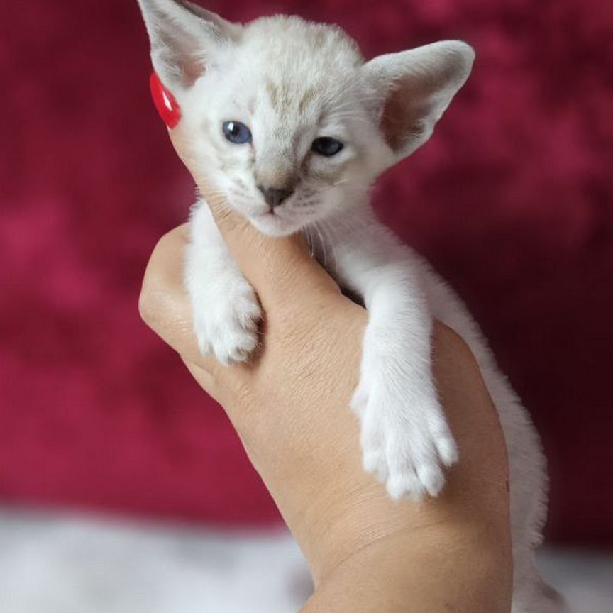 Ориентальный котёнок