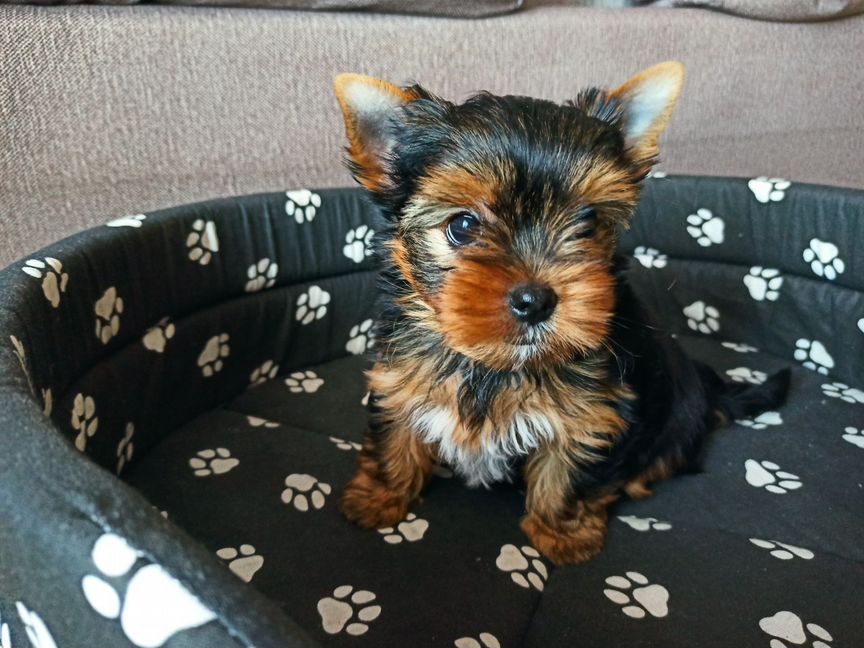 Йорки щенки цветные