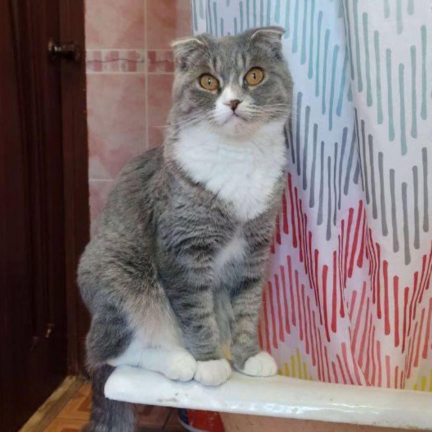 Кошка на усыпление нужен дом
