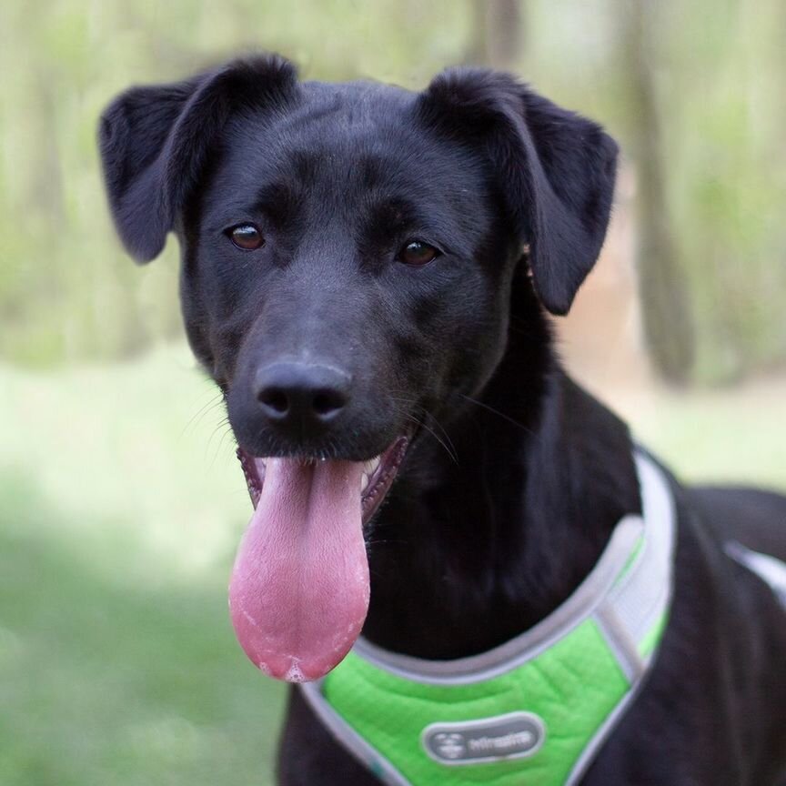 Собака в добрые руки отдам бесплатно