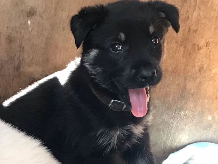 Щенки- малышарики в добрые руки