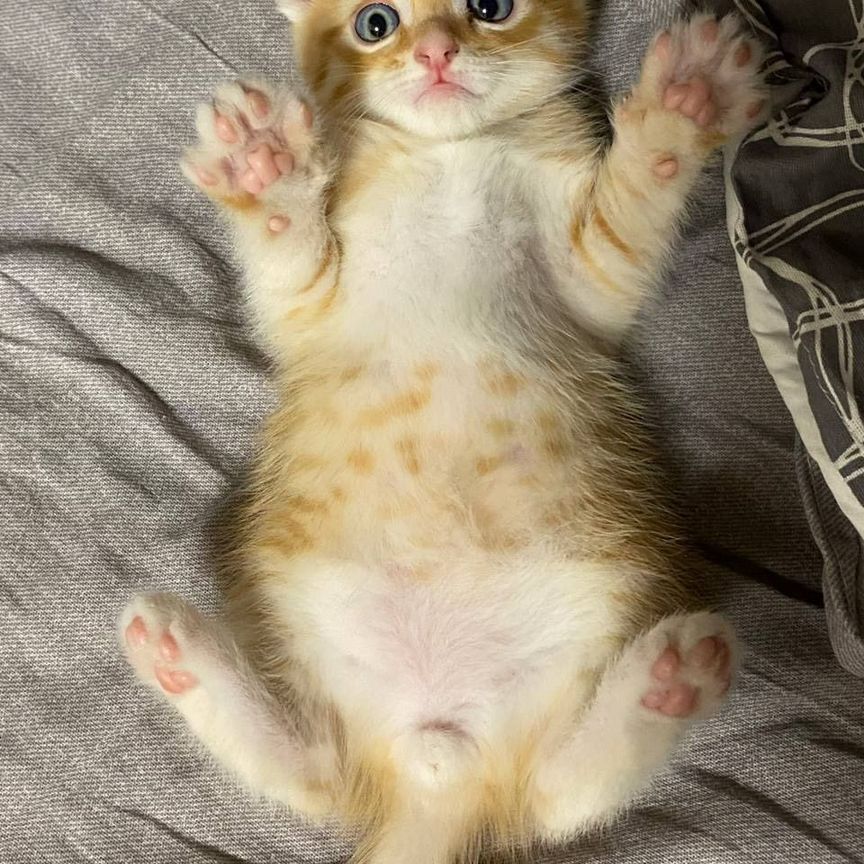 Шотландский вислоухий короткошёрстный котёнок