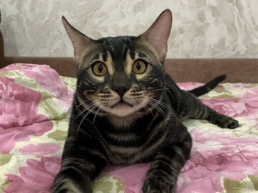Бенгальские котята
