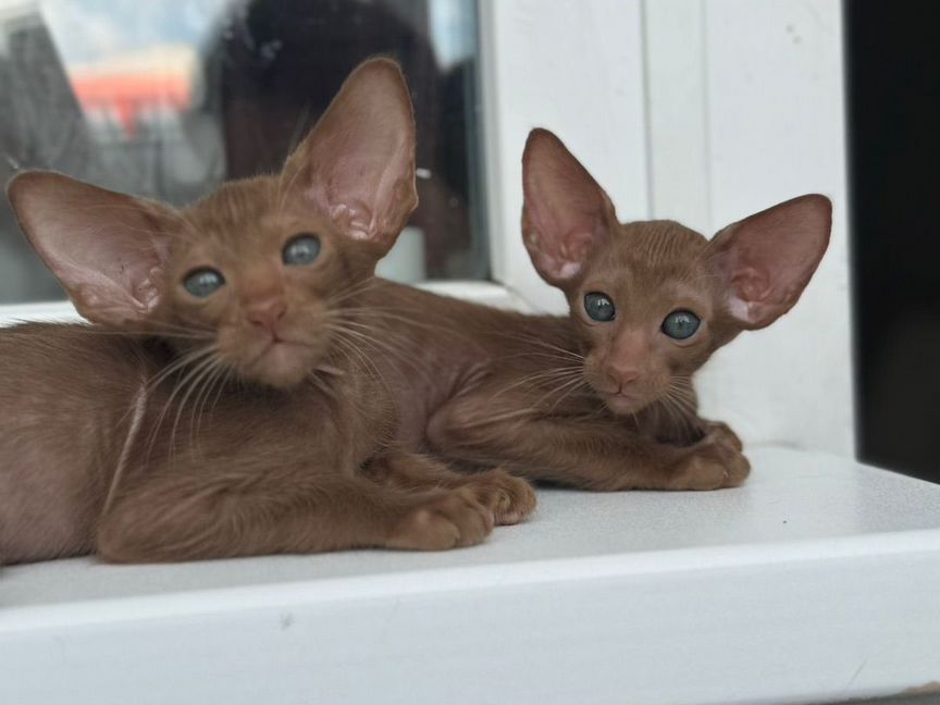 Ориентальные котята