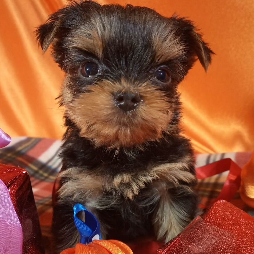 Йоркширский терьер, щенок