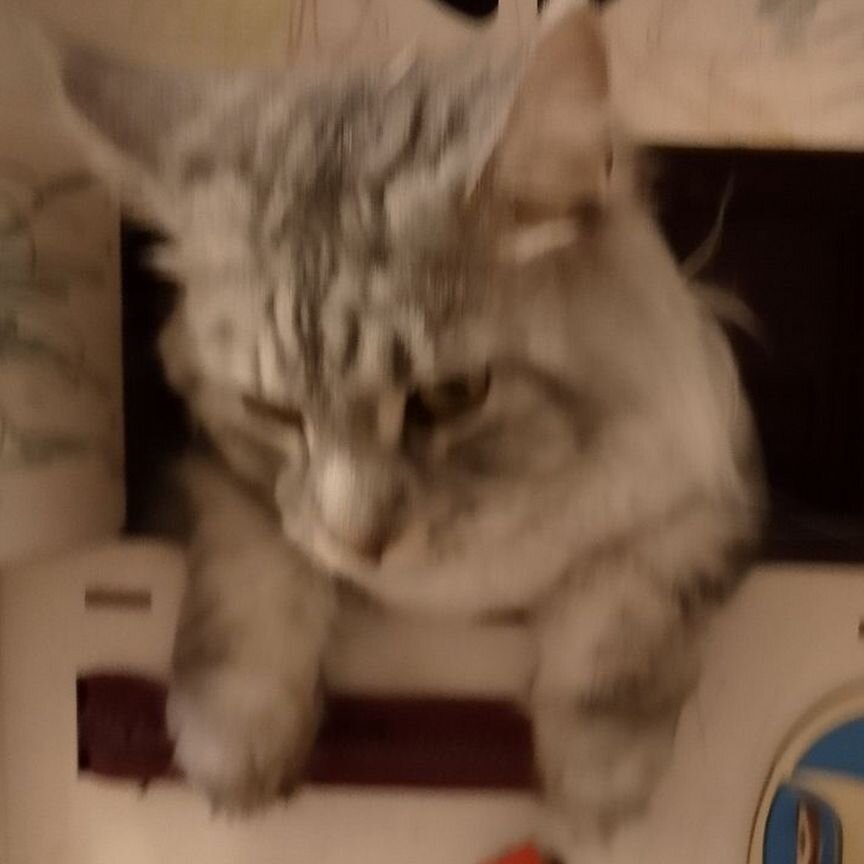 Отдам кота в добрые руки