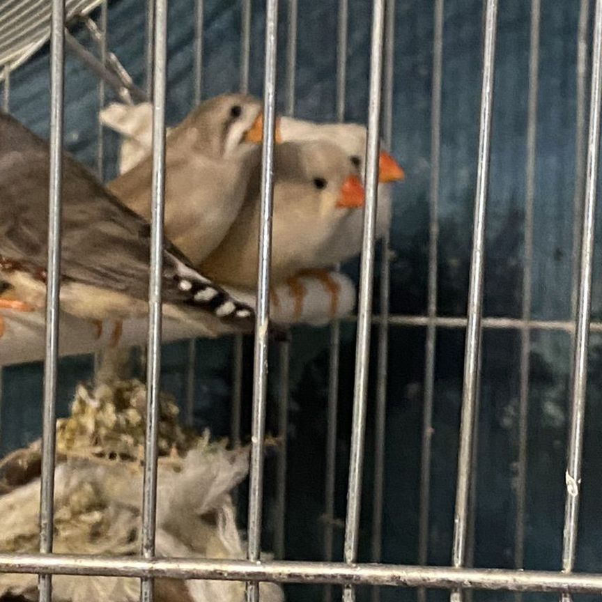 Амадины гульда