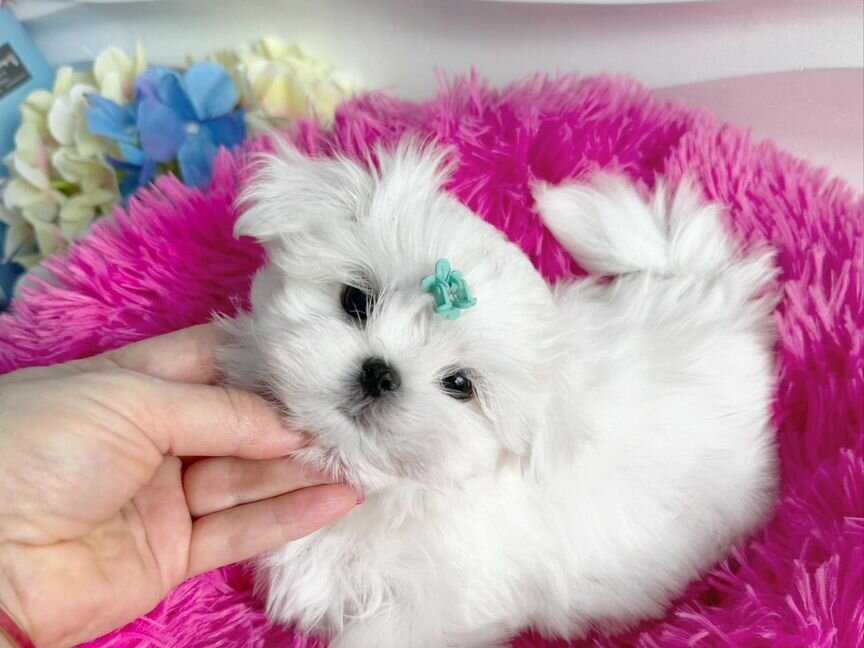 Мини кукольный малыш мальтезе Корея