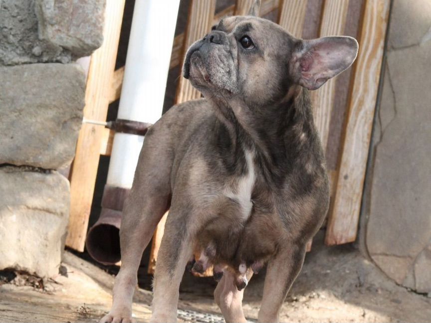 Француженка в добрые руки