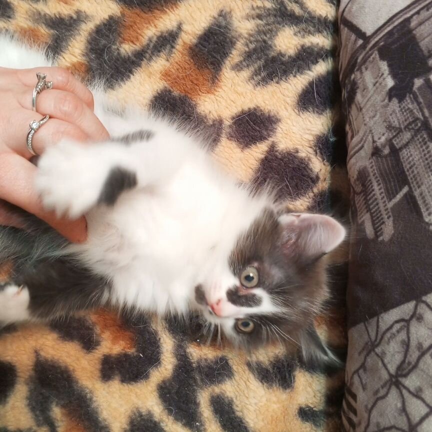 Подарю котика на новый год
