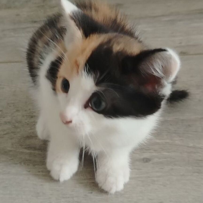 Котёнок в добрые руки