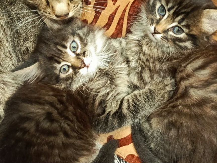 Мама Бенгальская