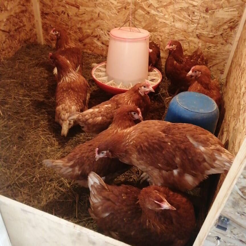 Куры несушки 9месяцев бронь до 7.09.24