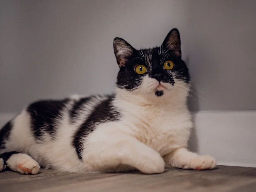 Спокойный кот Феня ищет семью