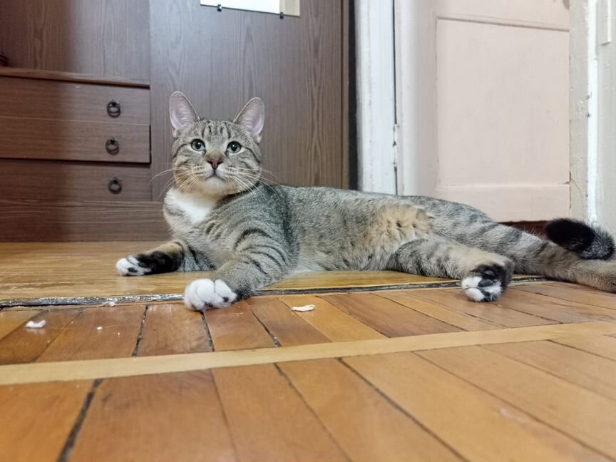 Кот 10месяцев