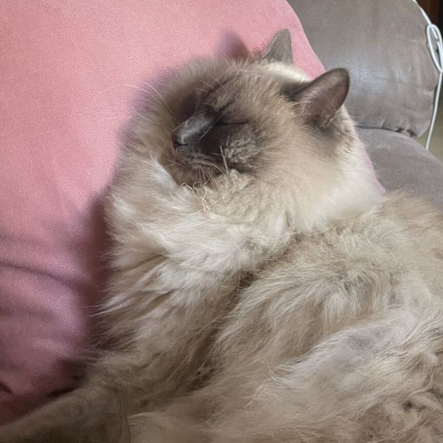 Котята регдолл