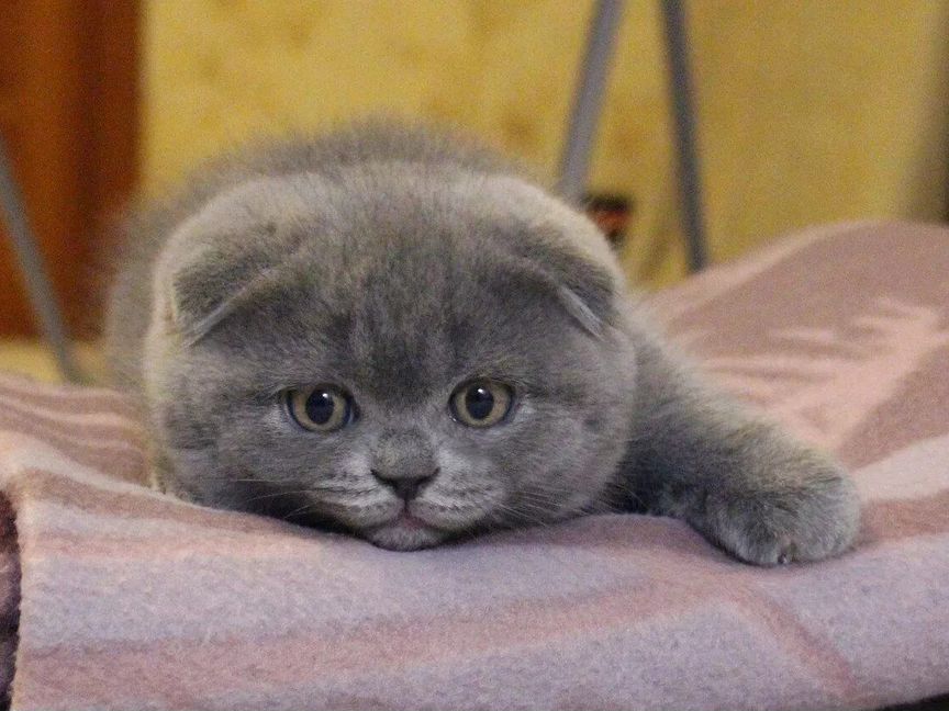 Шотландский котенок вислоухий