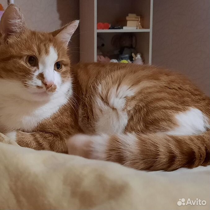 Отдам в добрые руки самого послушного котика
