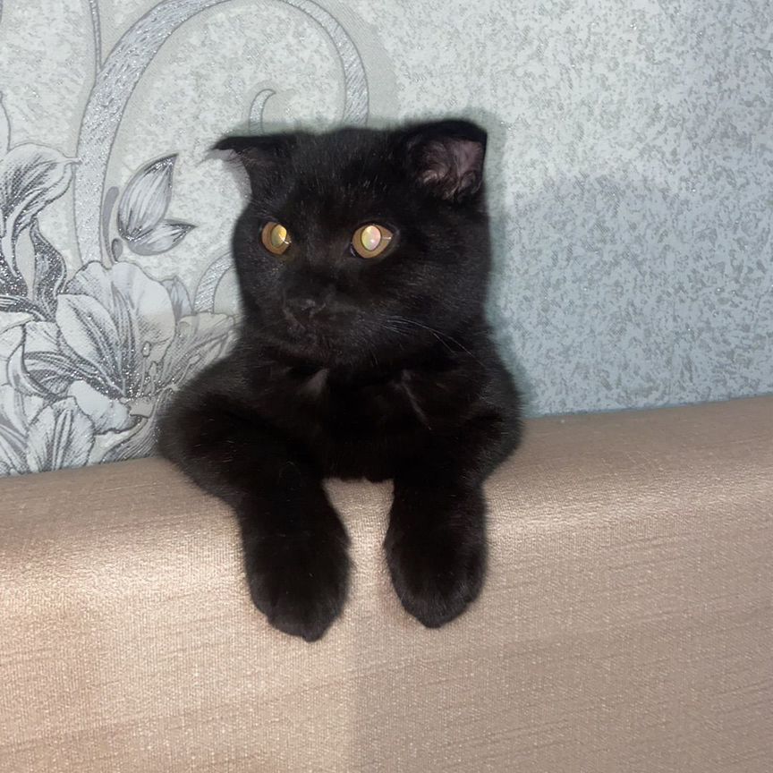 Потерялся котёнок