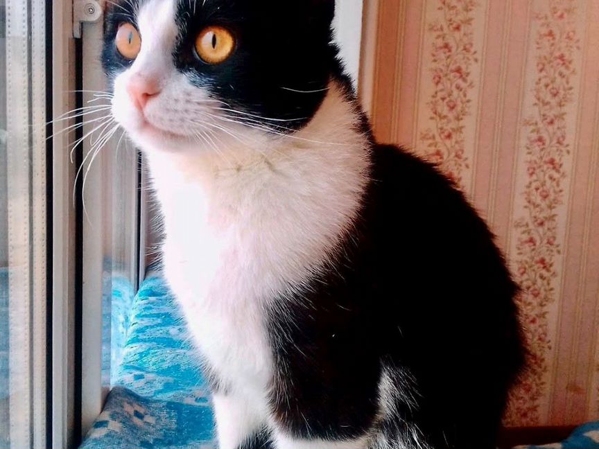 Котик Пупсик ищет семью, молодой,ласковый