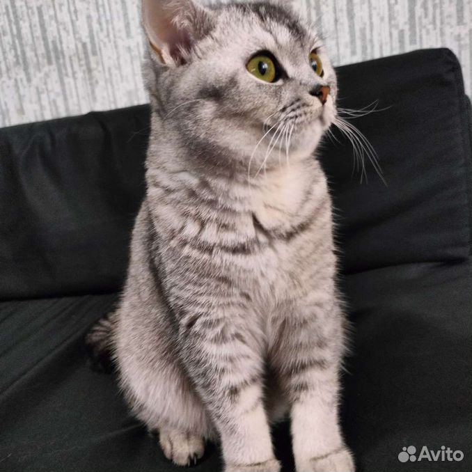 Британская шиншилла серебро котята
