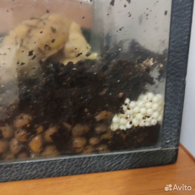 Яйца улиток ахатин