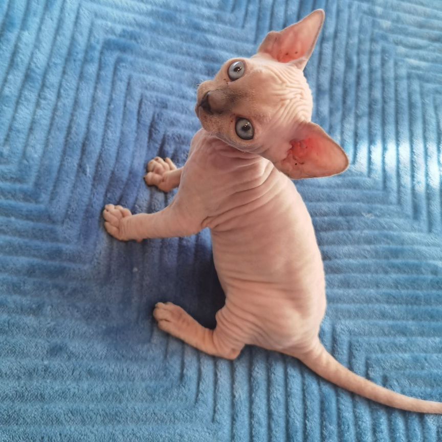 Канадский сфинкс котенок