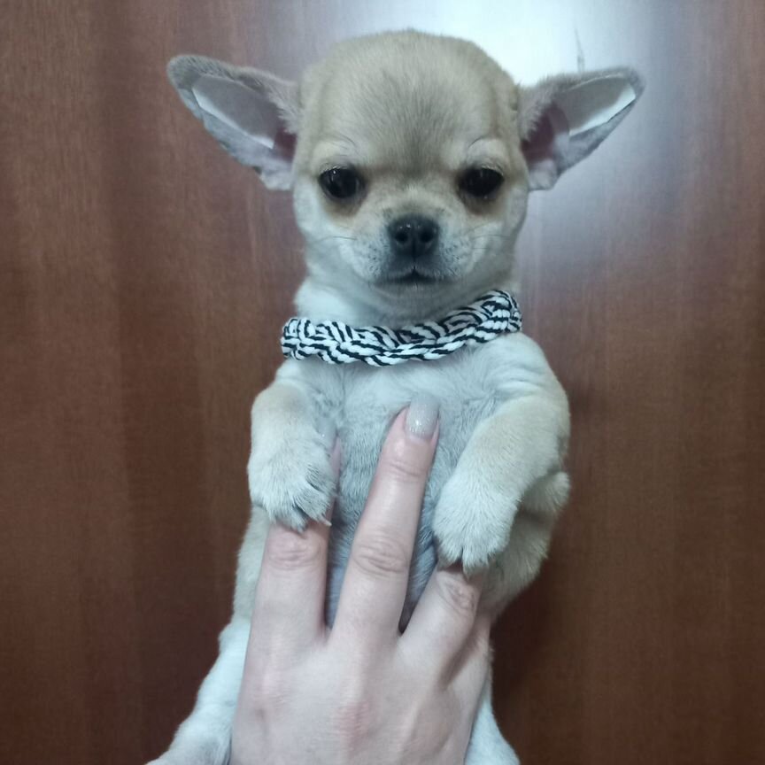 Щенки чихуахуа